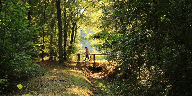 Stadtwald - Grüne Oase mitten in der Stadt